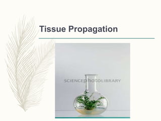 Tissue culture-in-medicinal-and-ornamental-plants | PPTX