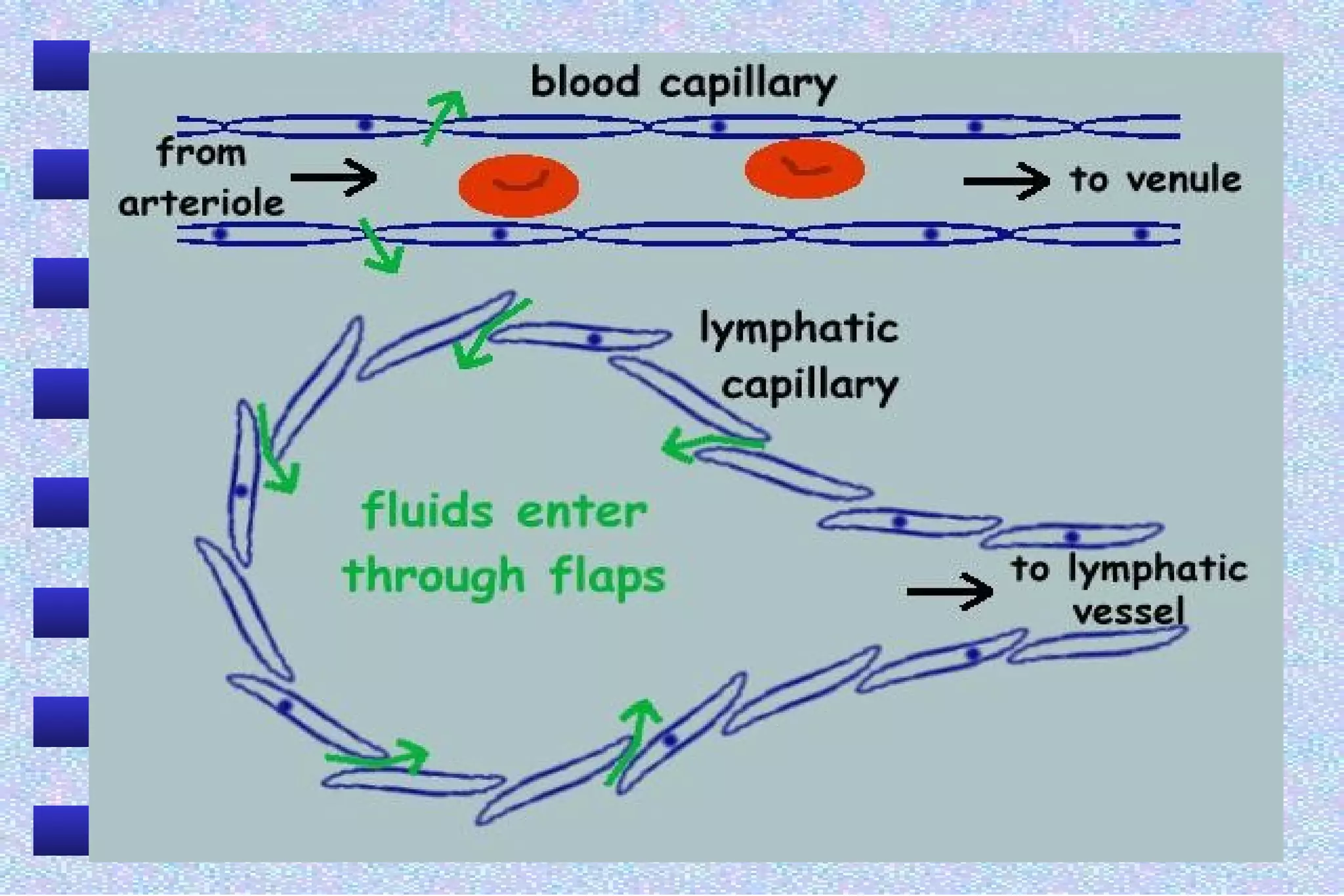 Tissue Fluid And Lymph | PPT