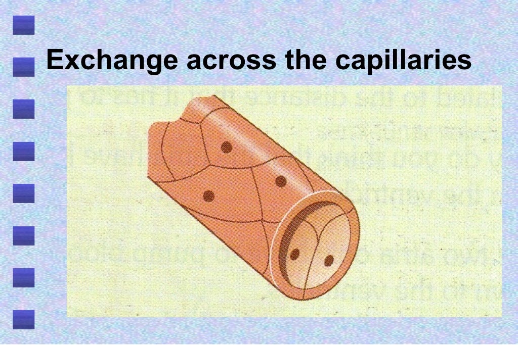 Tissue Fluid And Lymph