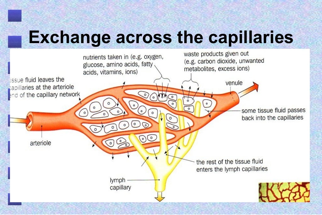 Tissue Fluid And Lymph