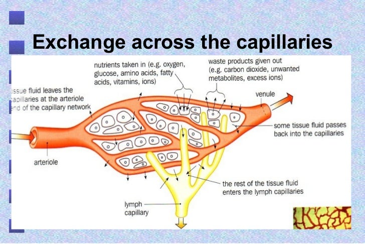 Tissue Fluid And Lymph