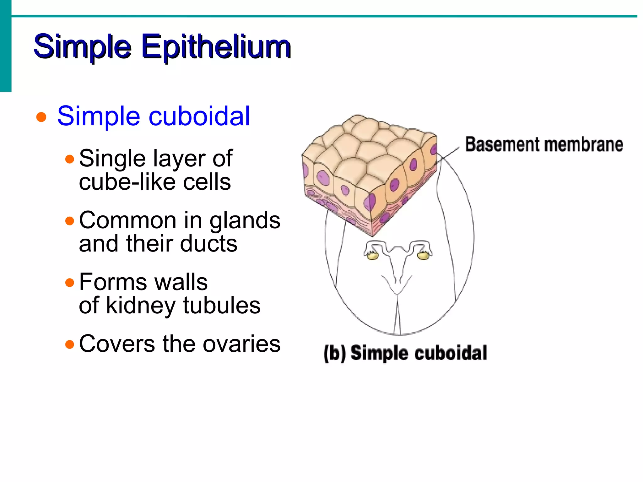 Human Anatomy & Physiology - TISSUE | PDF