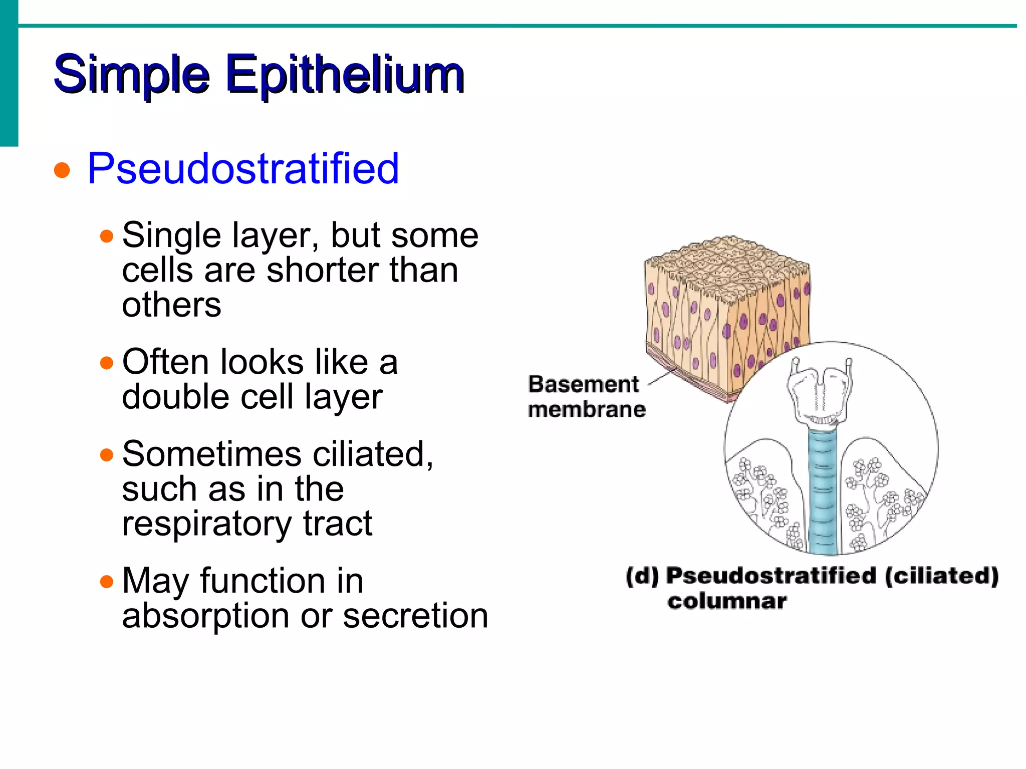 Human Anatomy & Physiology - TISSUE | PDF