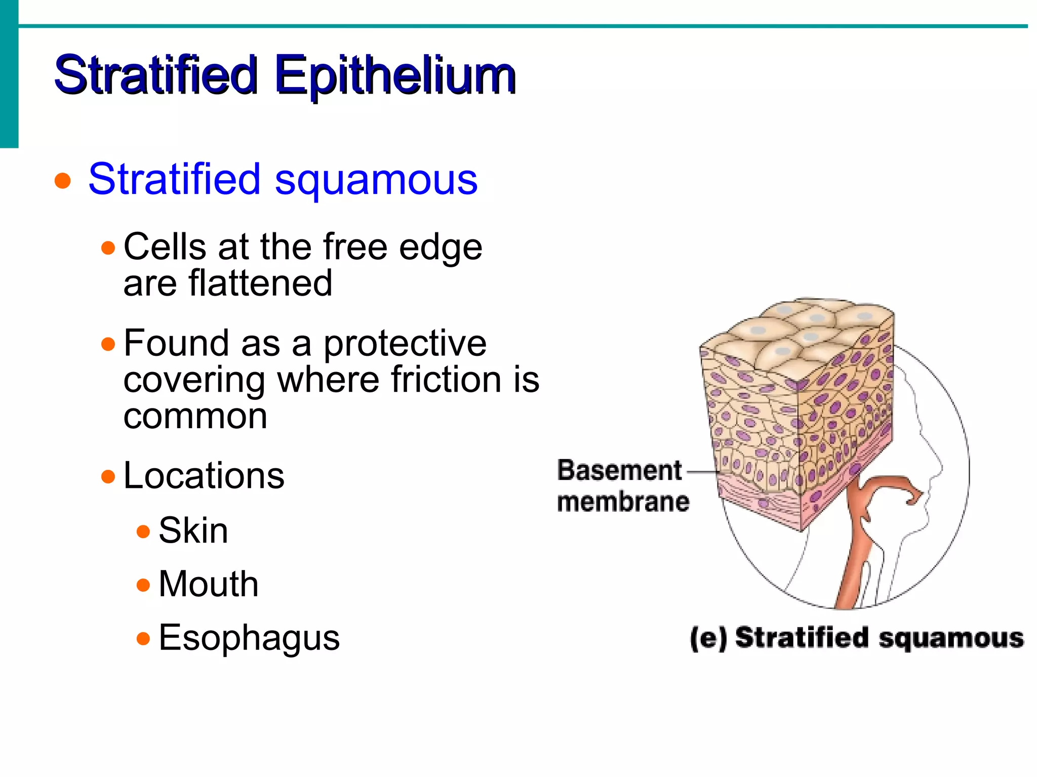 Human Anatomy & Physiology - TISSUE | PDF