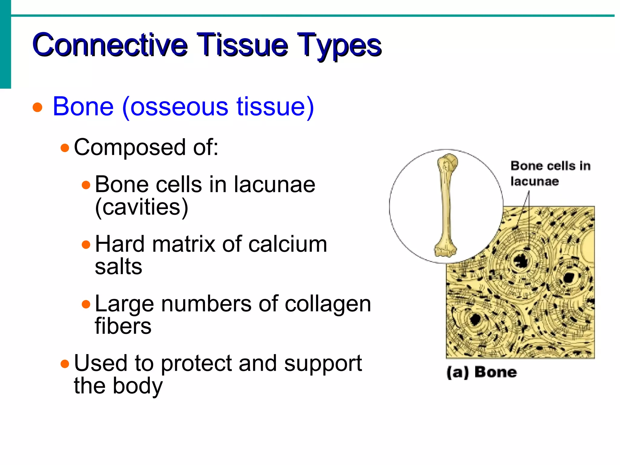 Human Anatomy & Physiology - TISSUE | PDF
