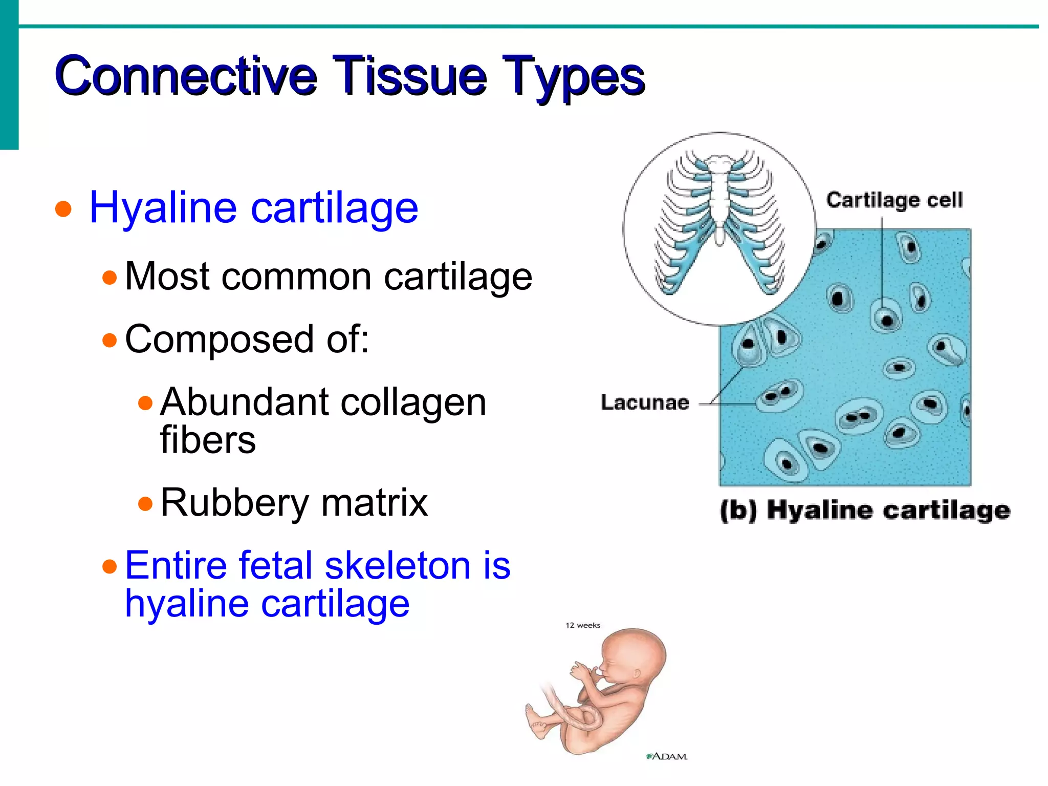 Human Anatomy & Physiology - TISSUE | PDF