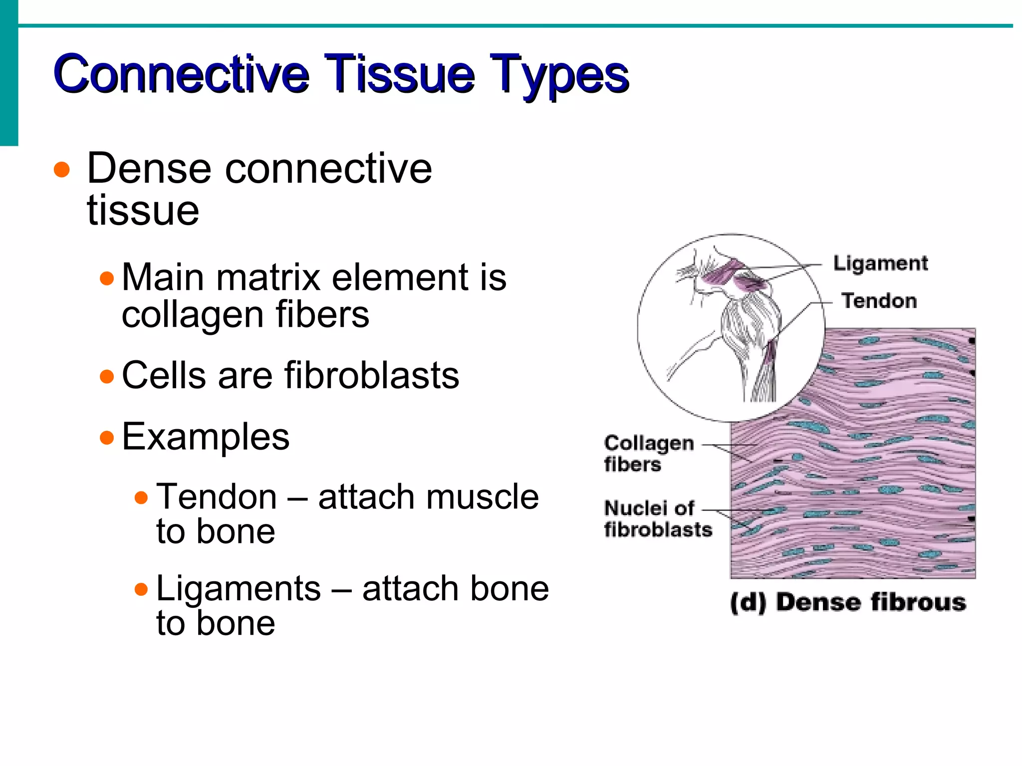 Human Anatomy & Physiology - TISSUE | PDF