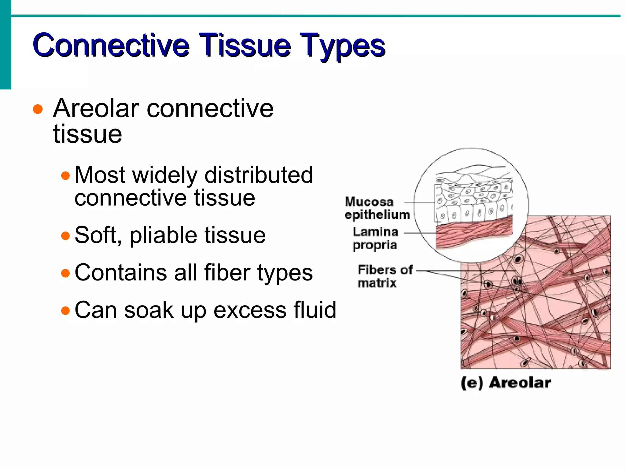 Human Anatomy & Physiology - TISSUE | PDF