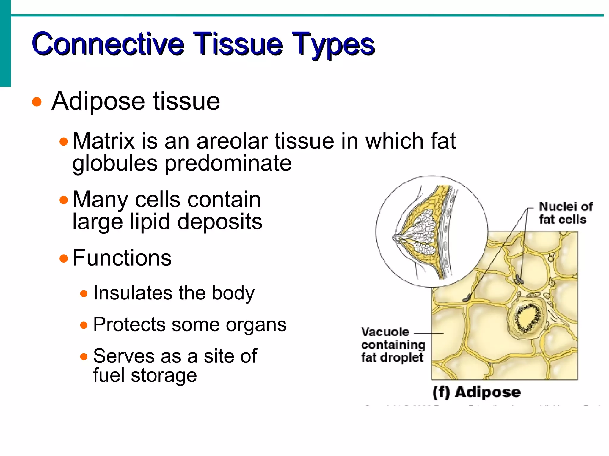 Human Anatomy & Physiology - TISSUE | PDF