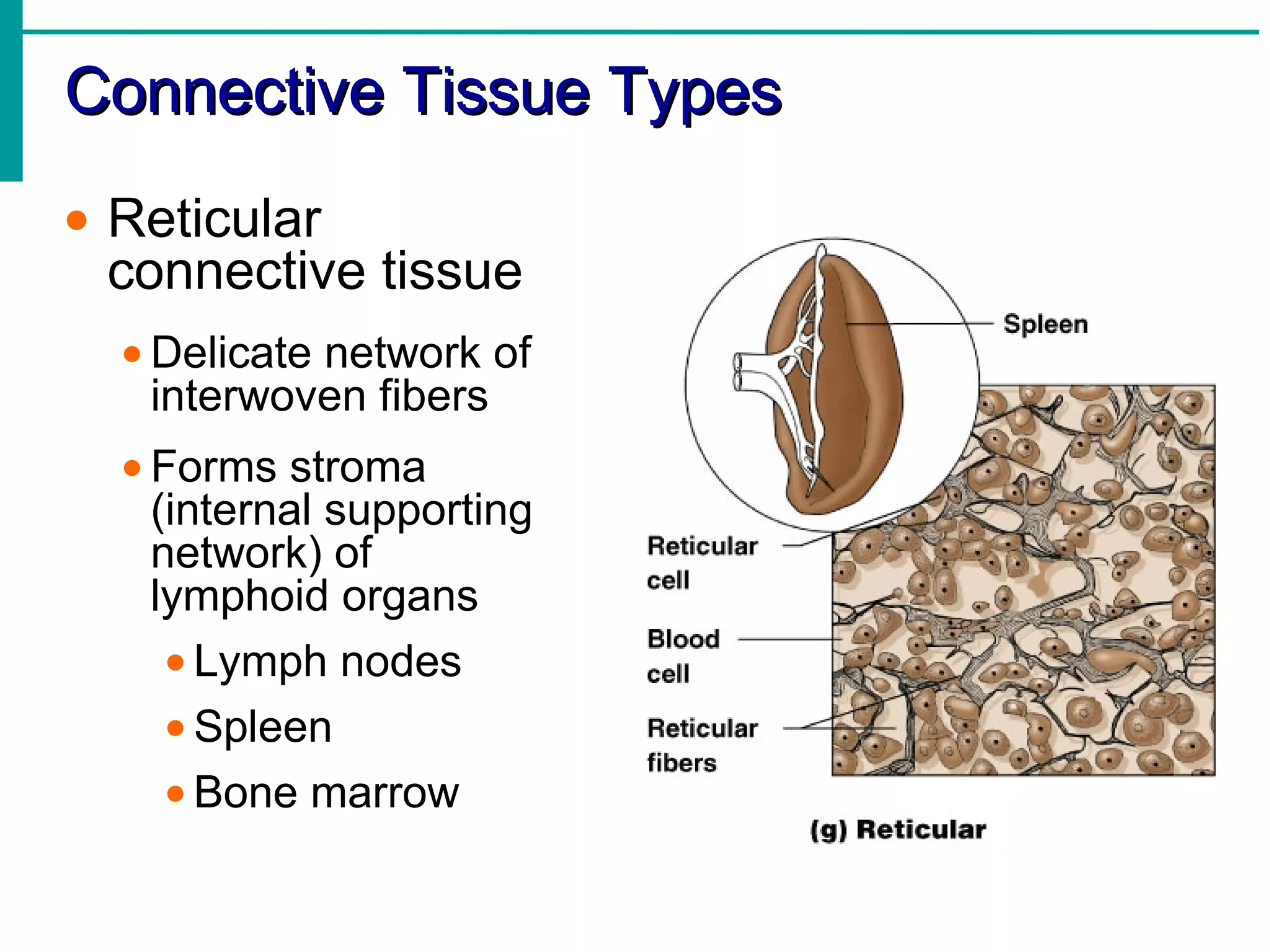 Human Anatomy & Physiology - TISSUE | PDF
