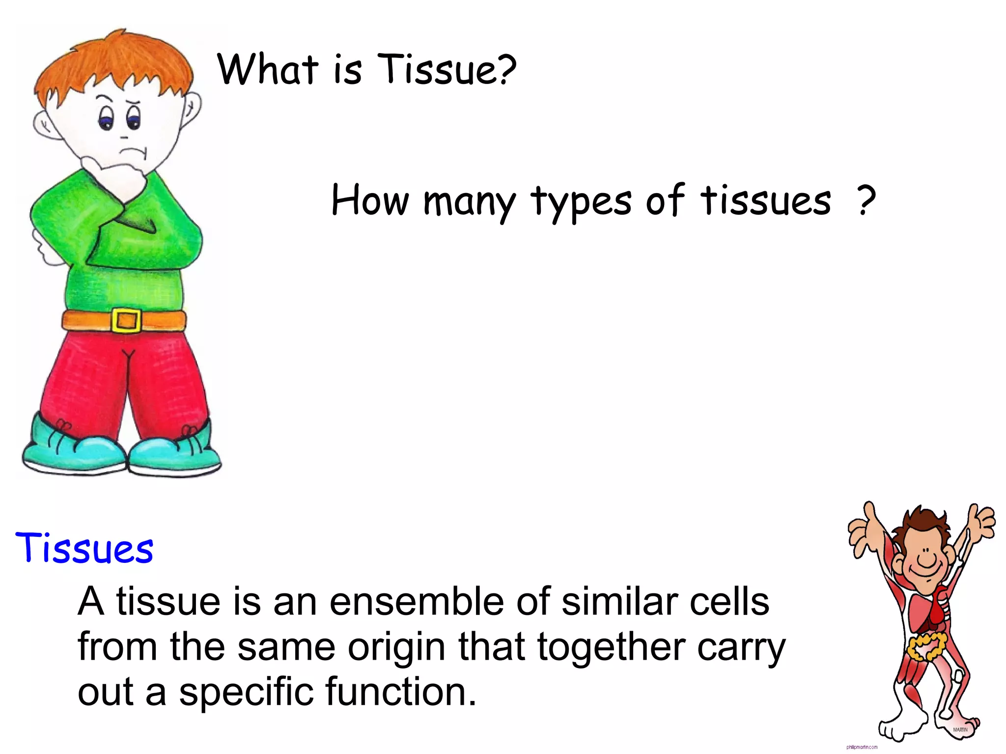 Human Anatomy & Physiology - TISSUE | PDF