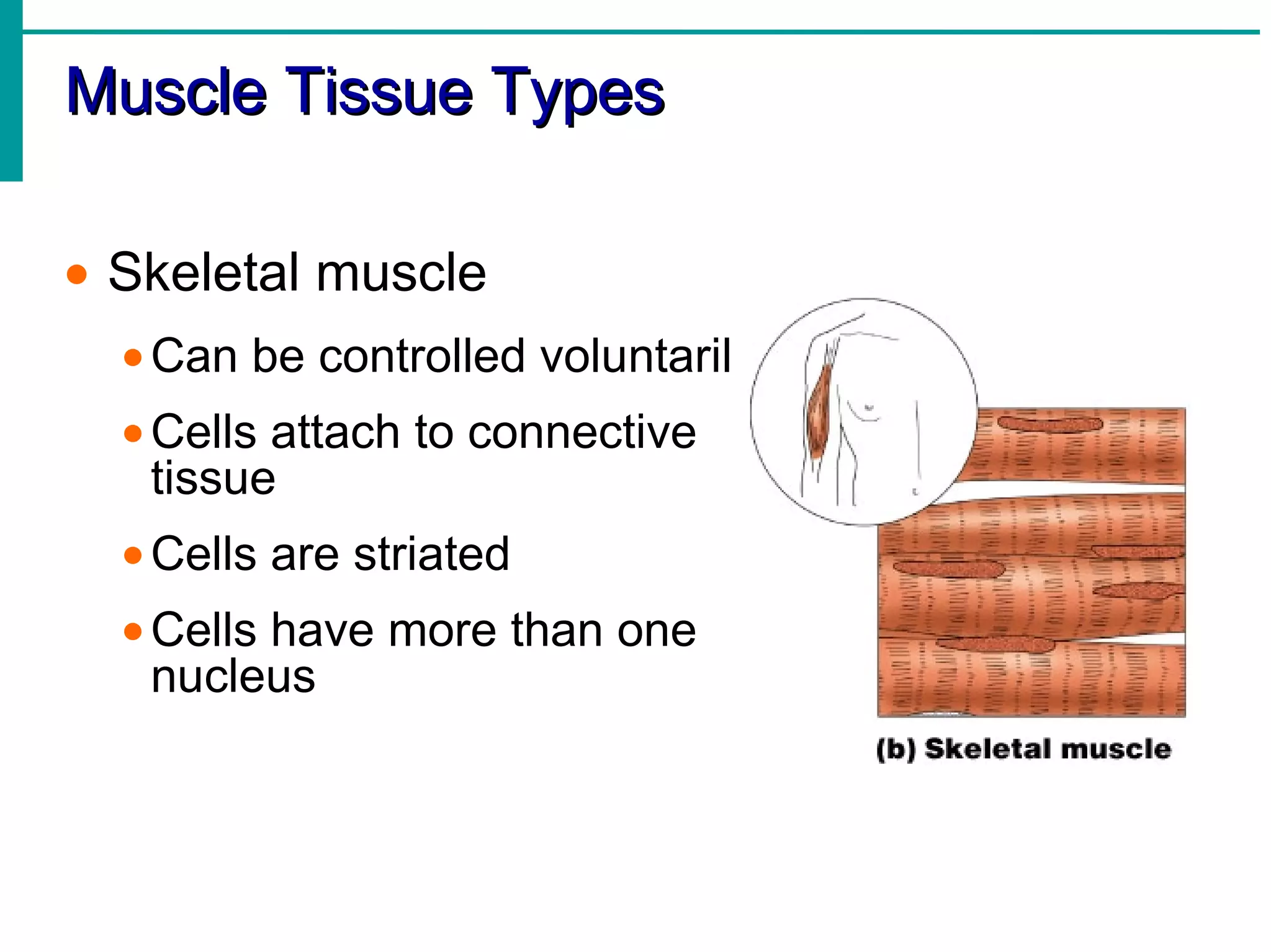 Human Anatomy & Physiology - TISSUE | PDF