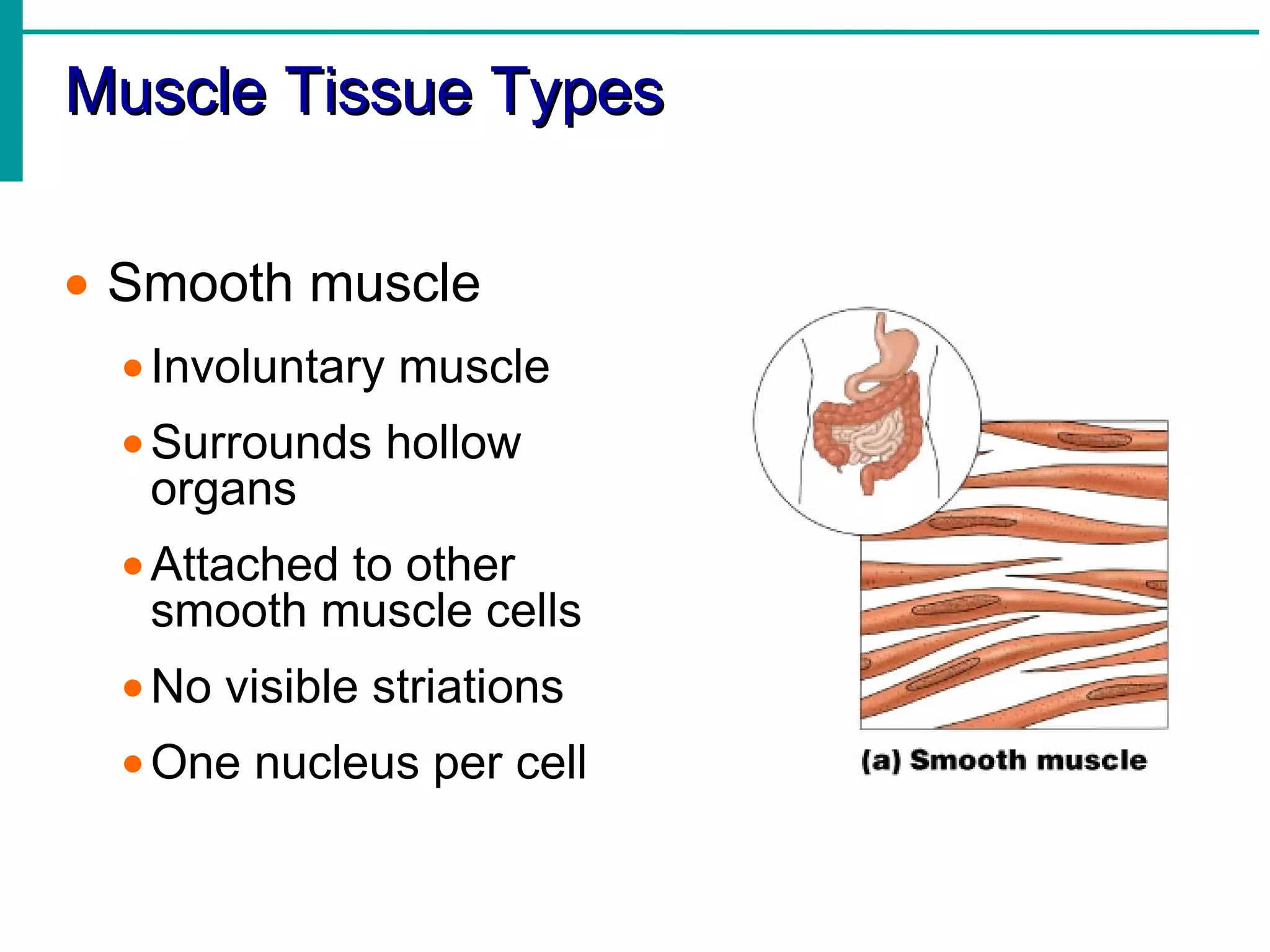 Human Anatomy & Physiology - TISSUE | PDF