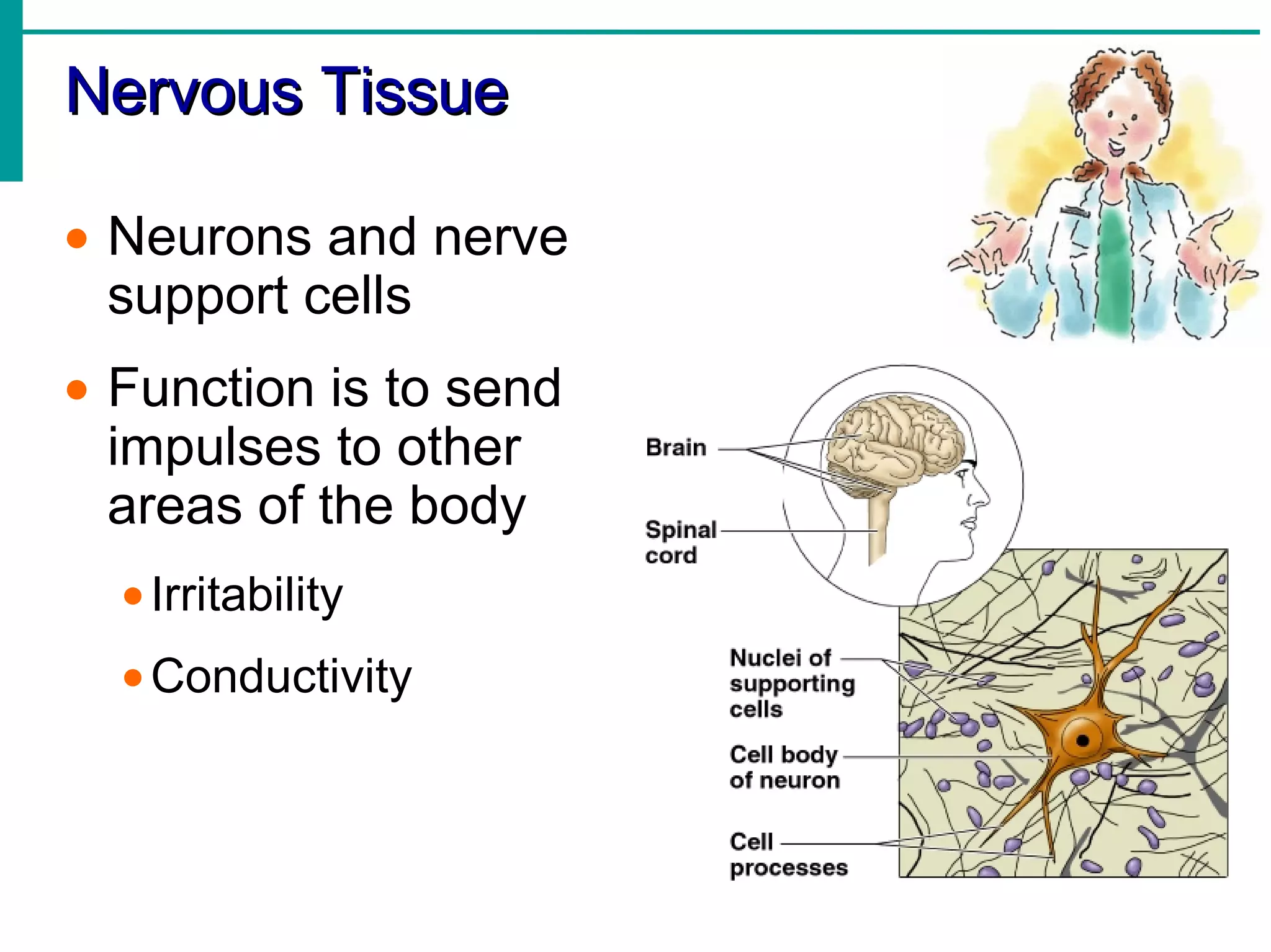 Human Anatomy & Physiology - TISSUE | PDF