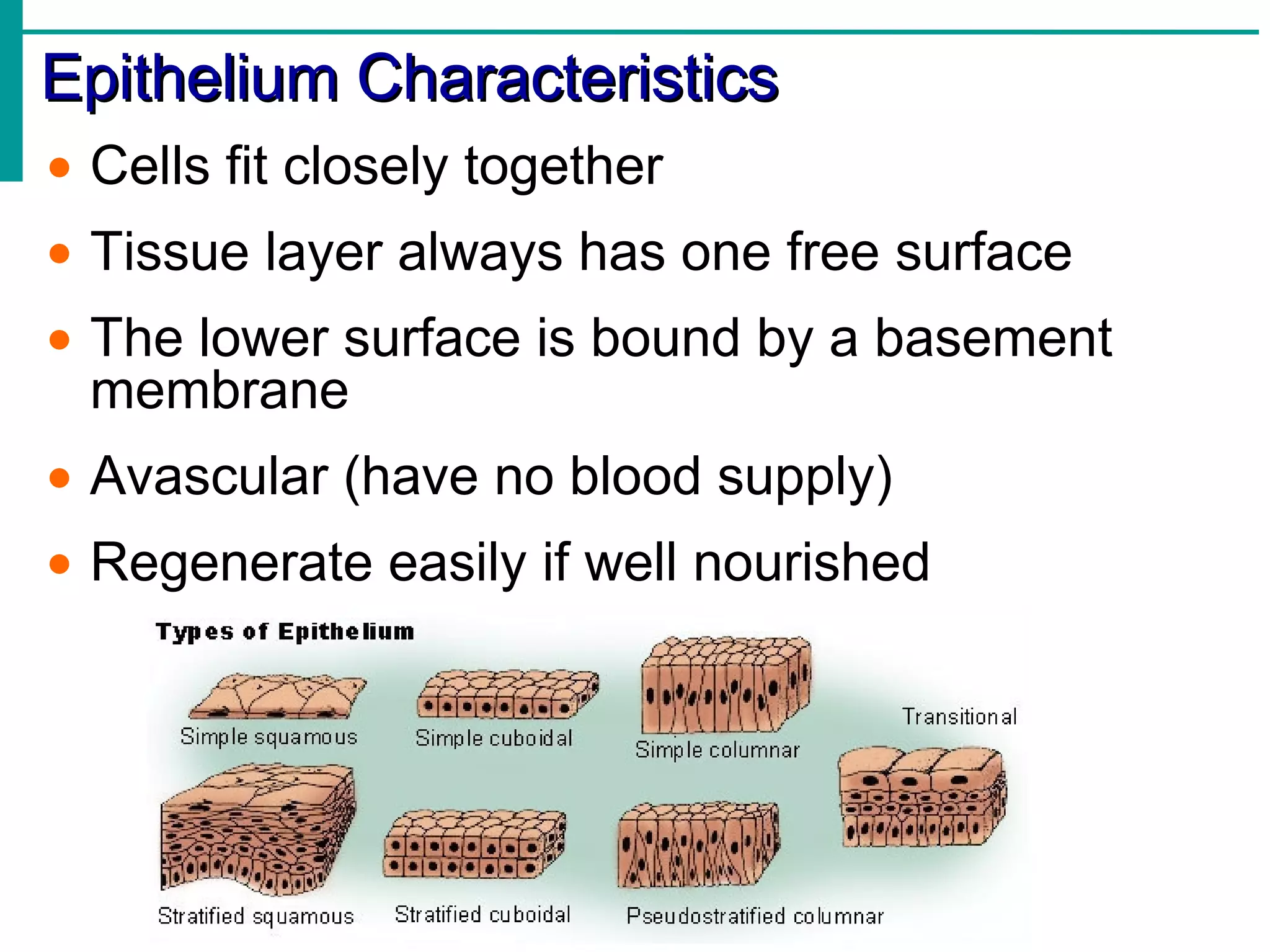 Human Anatomy & Physiology - TISSUE | PDF