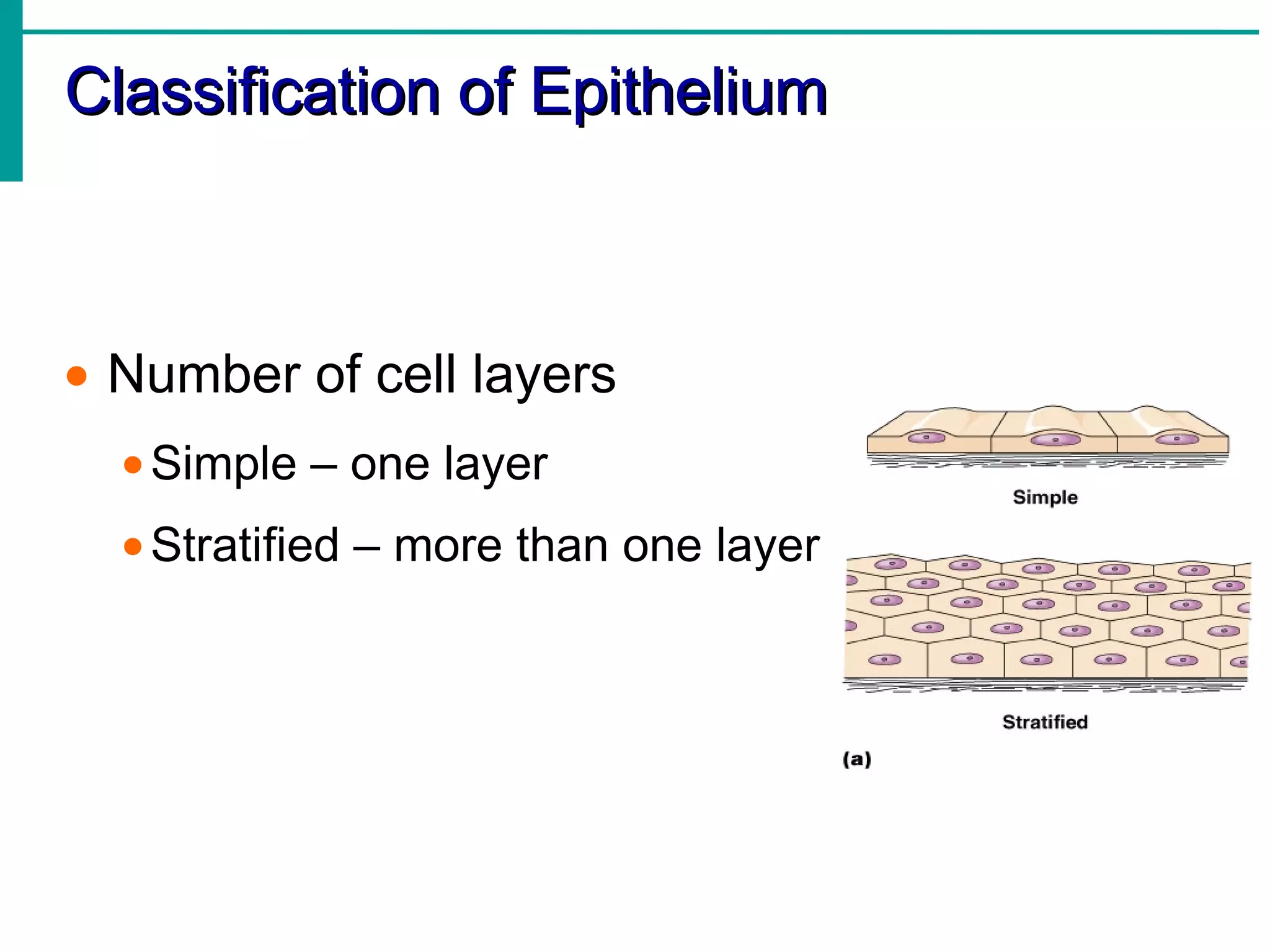 Human Anatomy & Physiology - TISSUE | PDF
