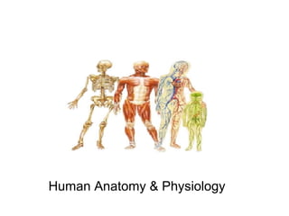 Human Anatomy & Physiology - TISSUE | PDF