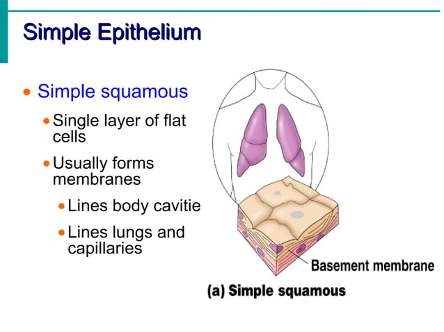 Human Anatomy & Physiology - TISSUE | PPT
