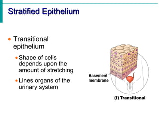 Human Anatomy & Physiology - TISSUE | PDF