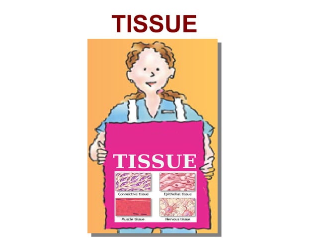 Human Anatomy & Physiology - TISSUE | PPT