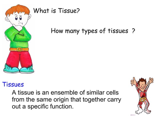 Human Anatomy & Physiology - TISSUE | PPT