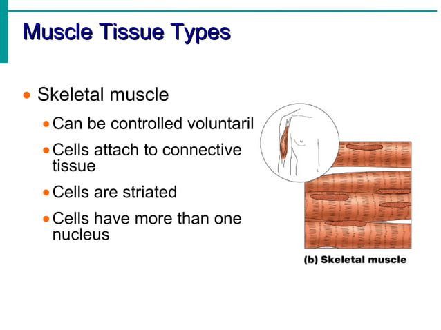 Human Anatomy & Physiology - TISSUE | PPT