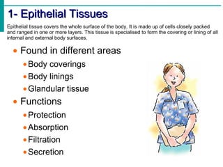 Human Anatomy & Physiology - TISSUE | PDF