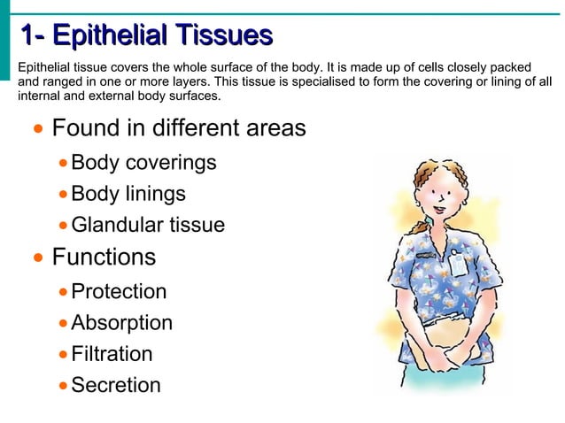 Human Anatomy & Physiology - TISSUE | PPT