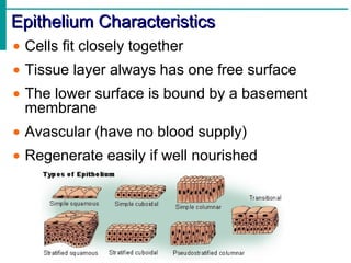 Human Anatomy & Physiology - TISSUE | PDF