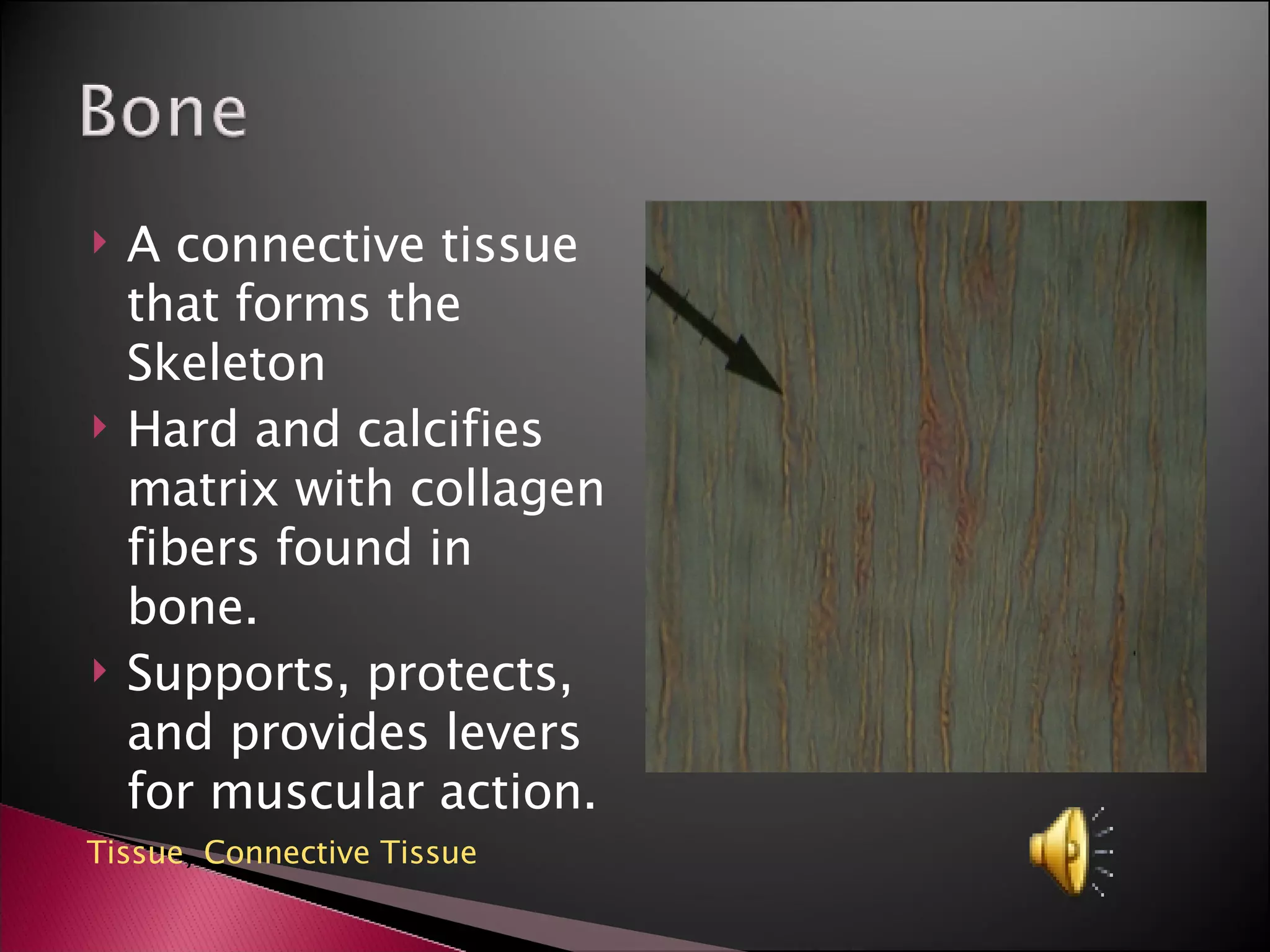 Tissue Powerpoint. | PPT
