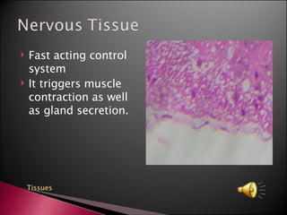 Tissue Powerpoint. | PPT