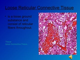Tissue Slide Show