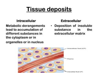 Tissue accumulation | PDF