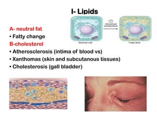 Tissue accumulation | PDF