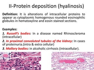 Tissue accumulation | PDF