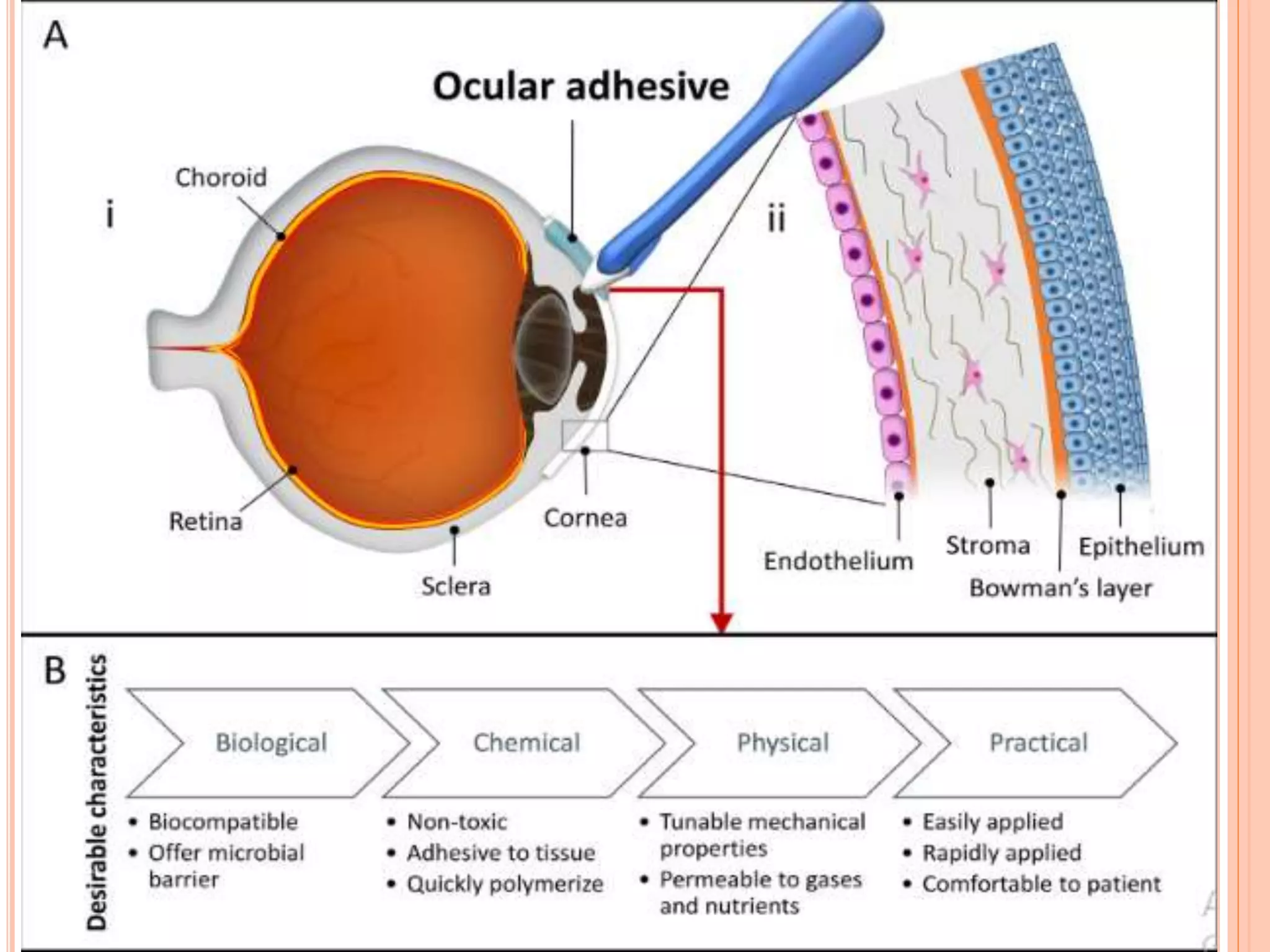 Tissue adhesives | PPTX