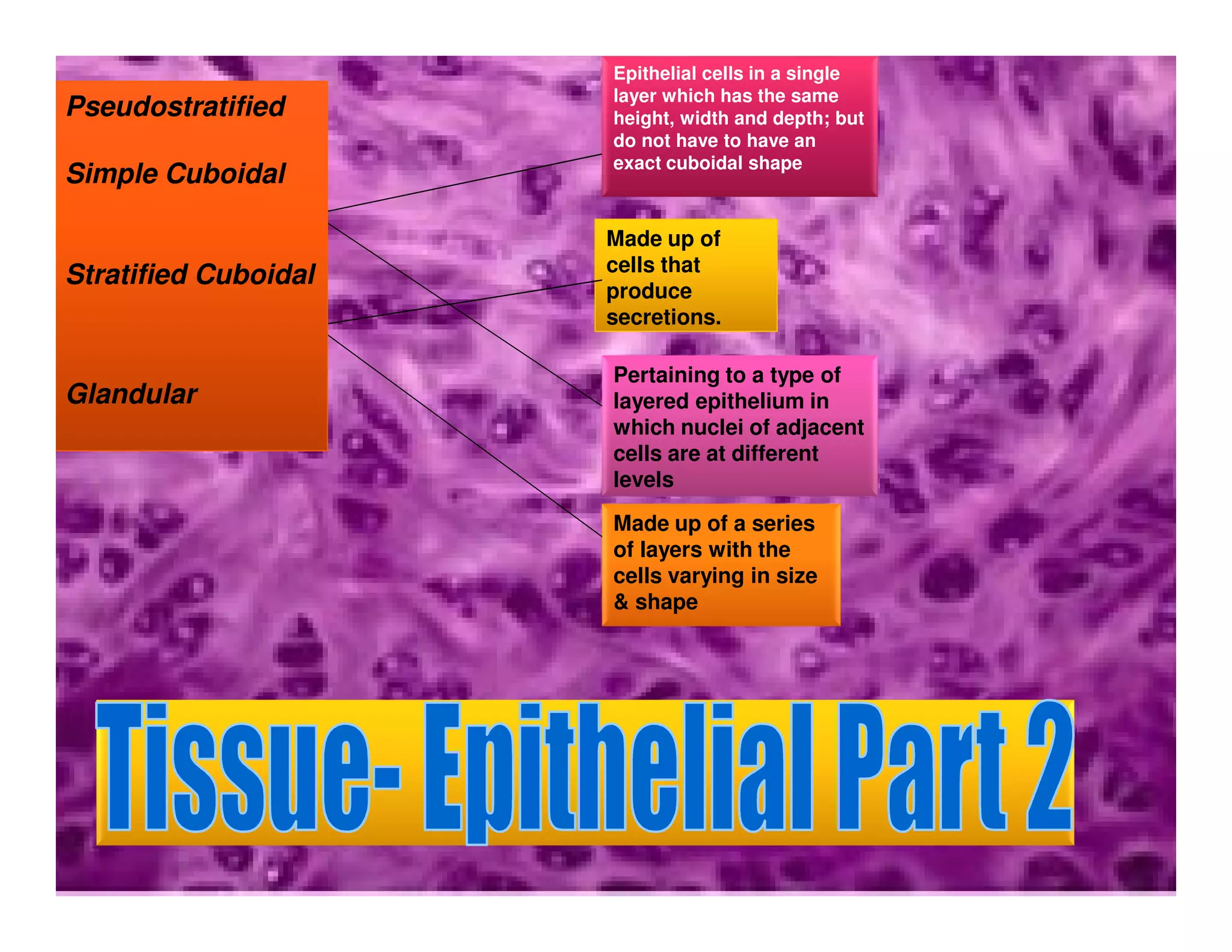 Tissue Artifact Pdf