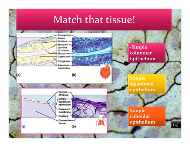 Tissue artifact | PPT