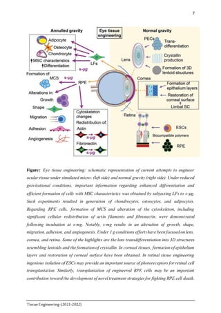 Tissue assembly in microgravity | DOCX