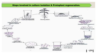 Tissue cell and protoplast cultures-M 12 (1).pdf