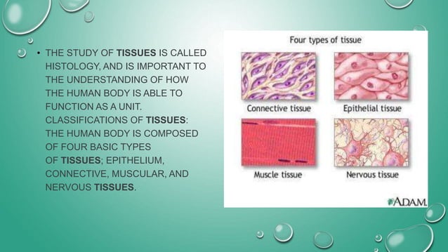 TISSUE CLASSIFICATION | PPTX