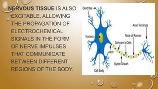 TISSUE CLASSIFICATION | PPTX