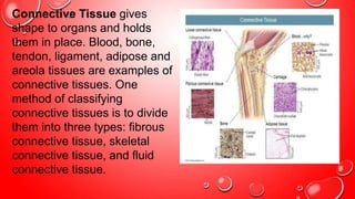 TISSUE CLASSIFICATION | PPTX