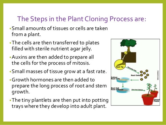 Plant Cloning Process