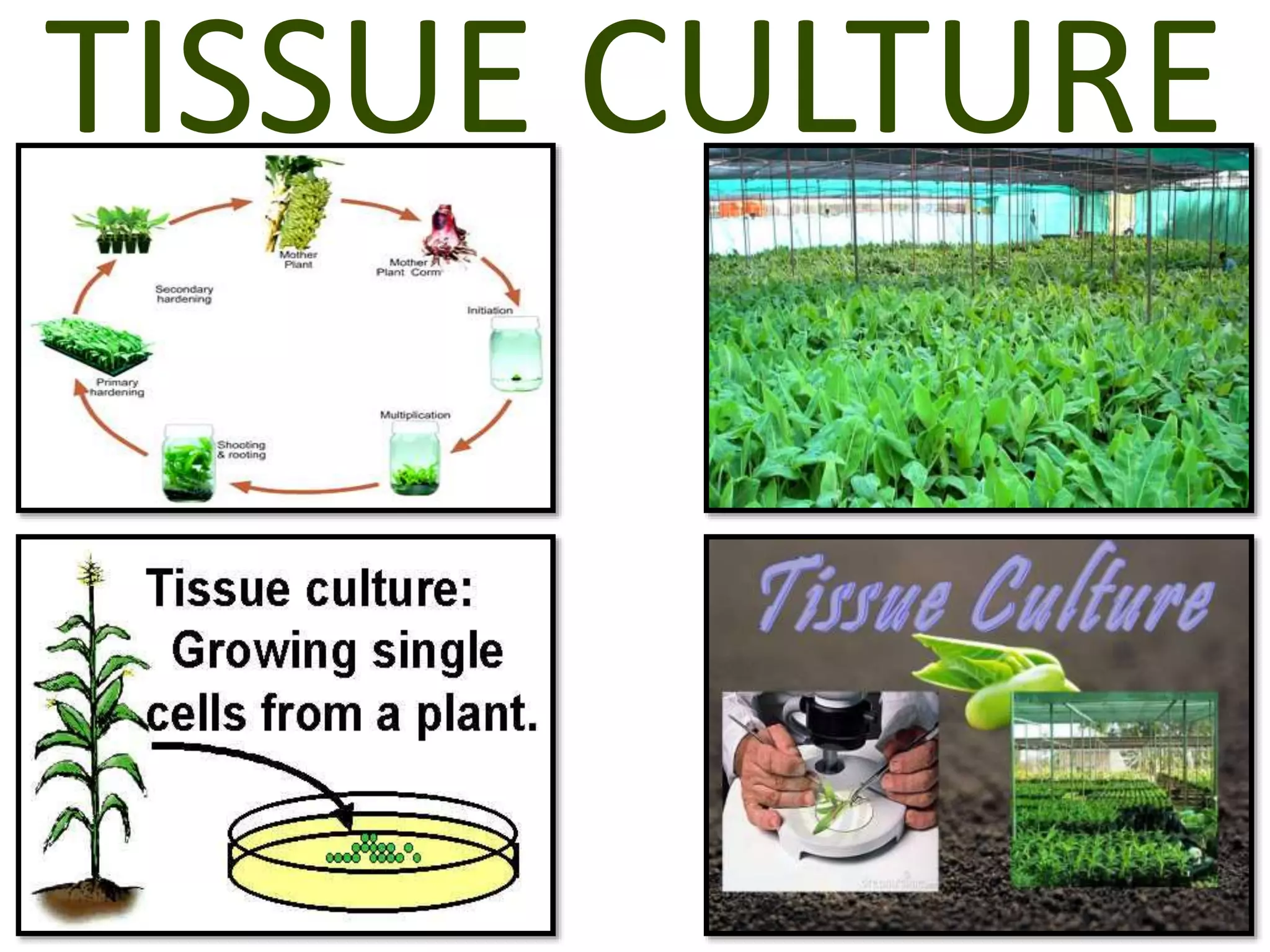 PPT on Tissue Culture Class 10 CBSE Text Book NCERT. | PPTX