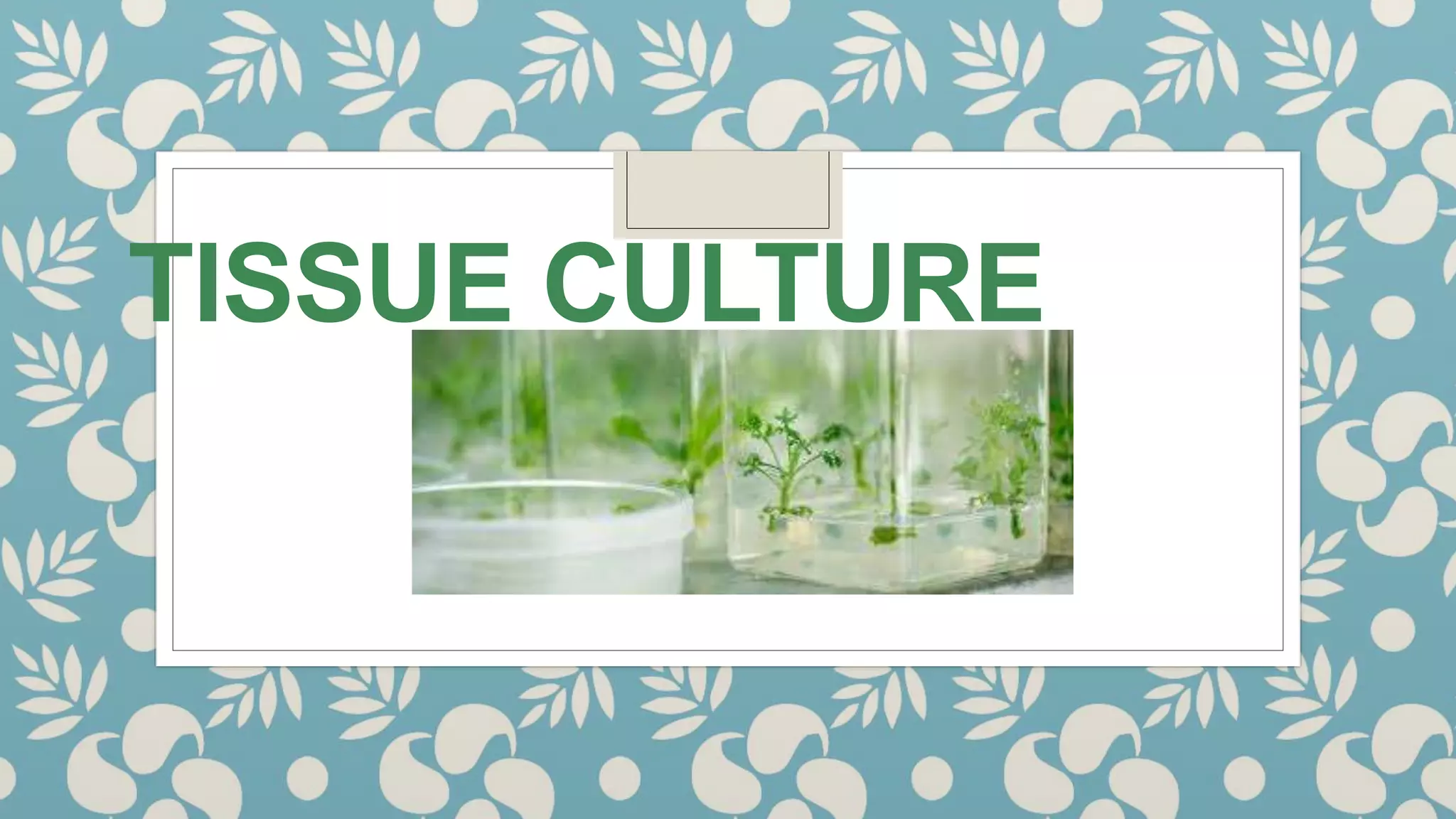 Tissue culture | PPTX