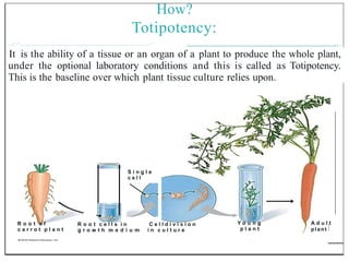 Tissue Culture.pptx used to help learn about propogation | PPTX