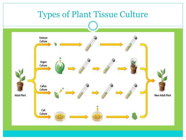 Tissue culture | PPTX