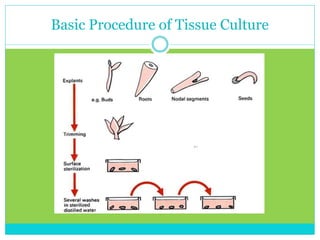Tissue culture | PPTX