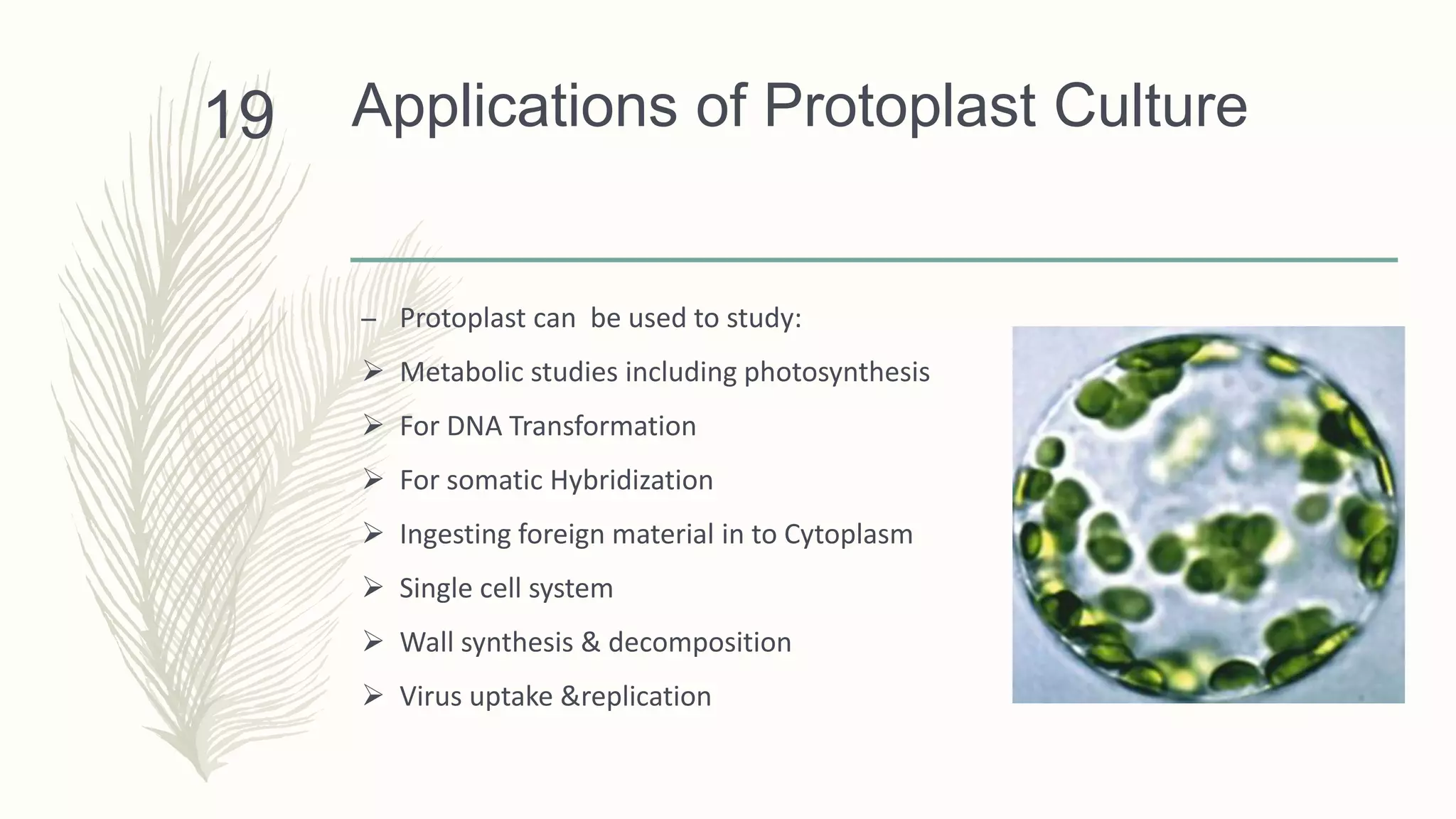 Tissue culture and protoplast culture | PPT